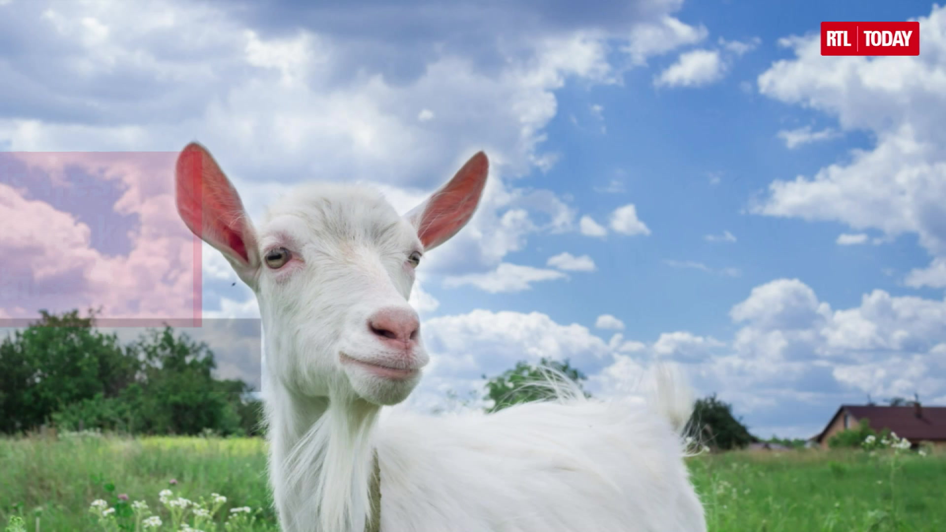 Police ‘Drop Charges’ Against Goat: Goat was 'chasing' a woman in the ...