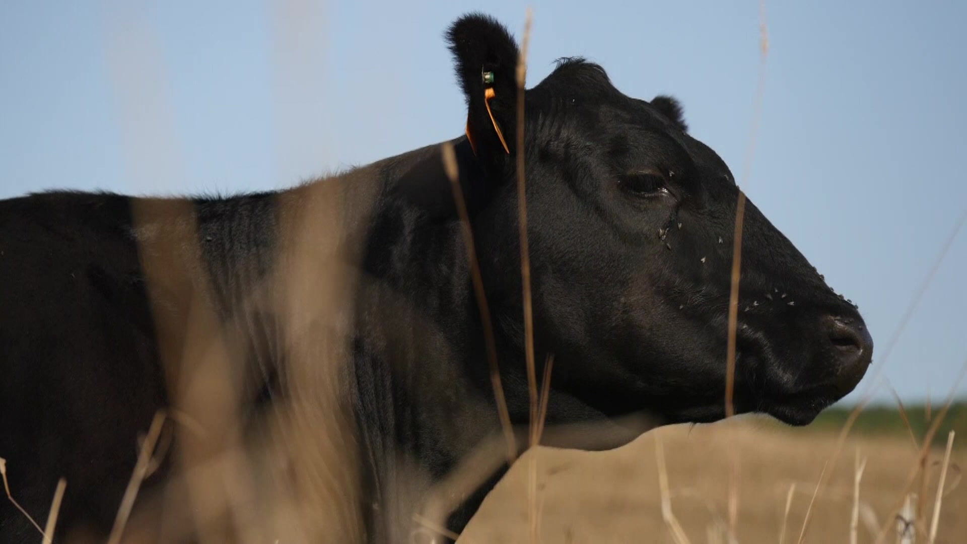 Angus-Fleesch: Jonk a begeeschtert Ziichterin aus Leidenschaft - RTL ...