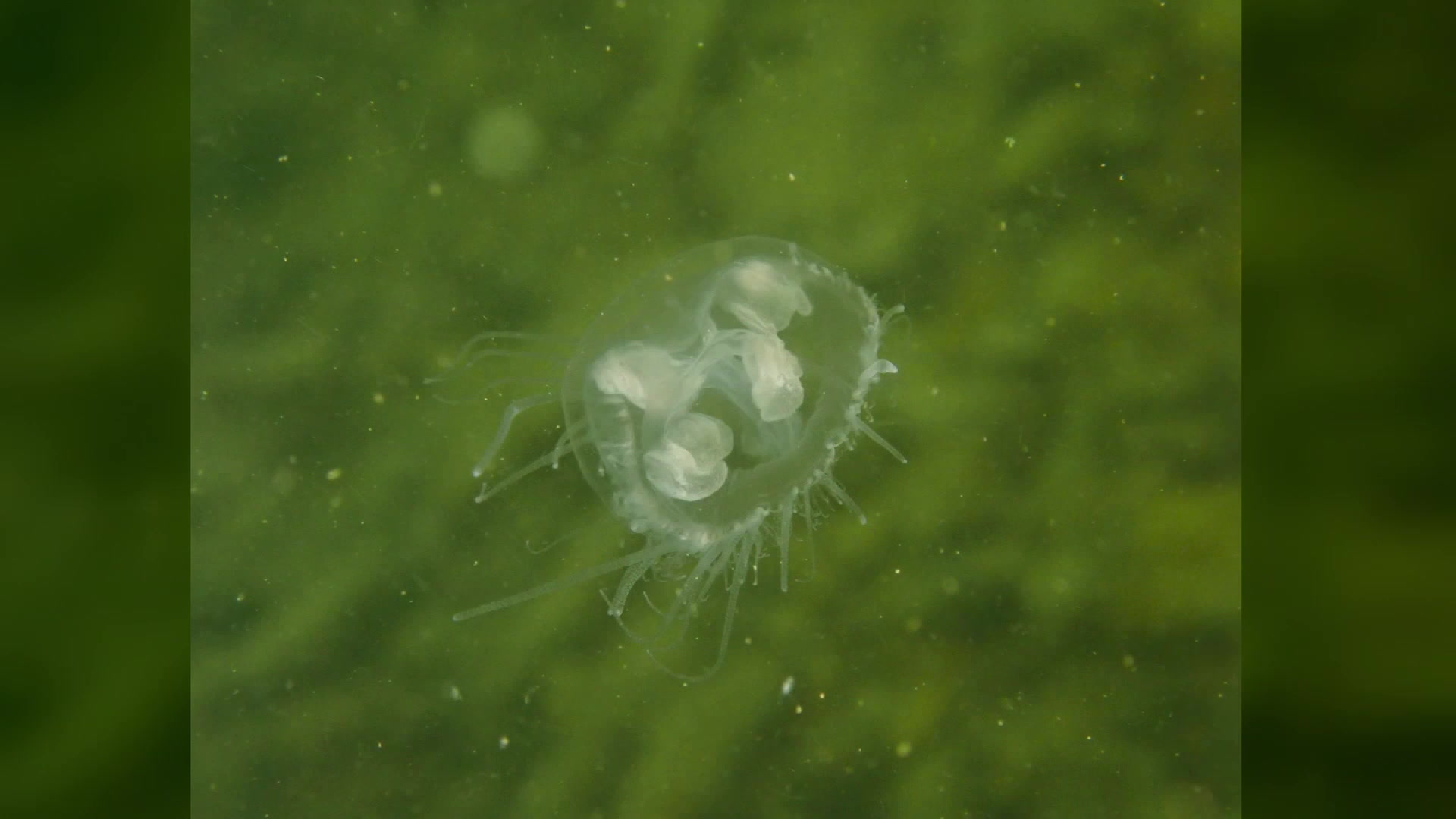 Gutt Waasserqualitéit: Biberen, Flosskriibsen a Jelliskäpp fille sech ...