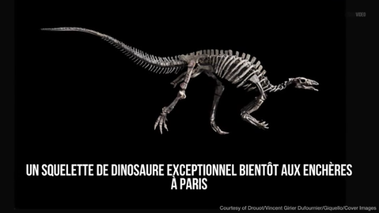La ruée vers l'os ?: Un squelette de dinosaure exceptionnel en vente à ...