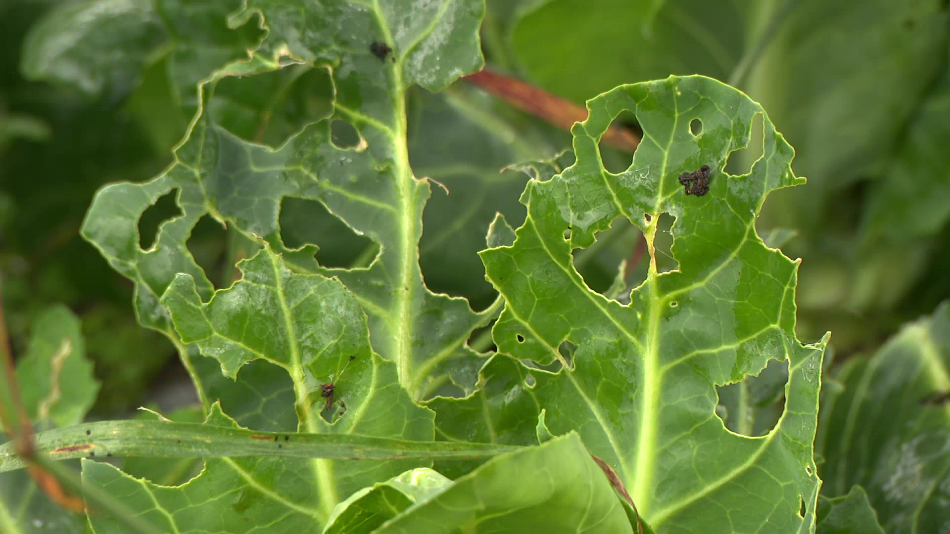 Mëlle Wanter an naasst Fréijoer: Geméisgäertner hunn zolidd Abousse ...