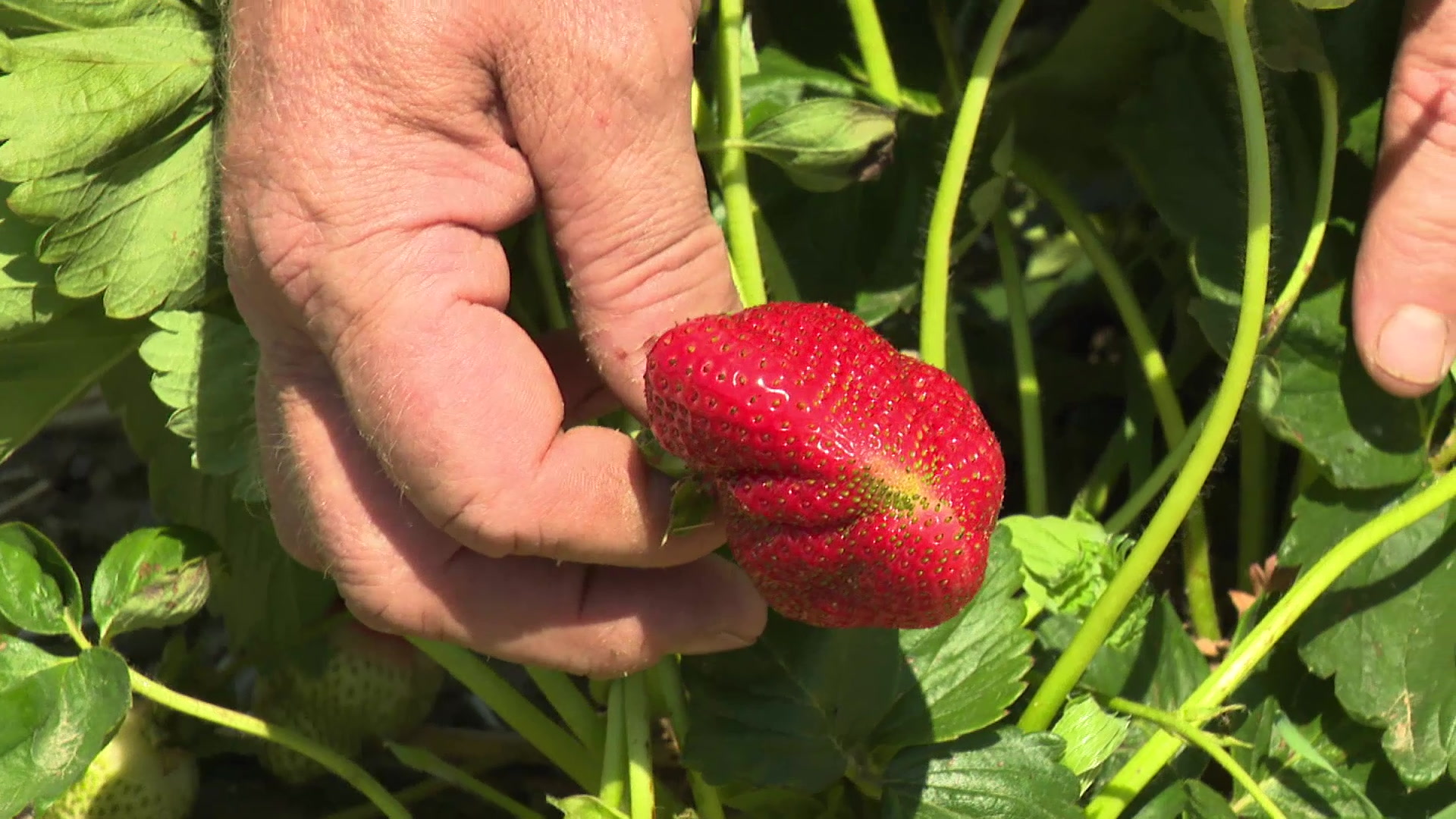 Hëtzt a Sonn: Wat dat aktuellt Wieder fir d’Landwirtschaft bedeit - RTL ...