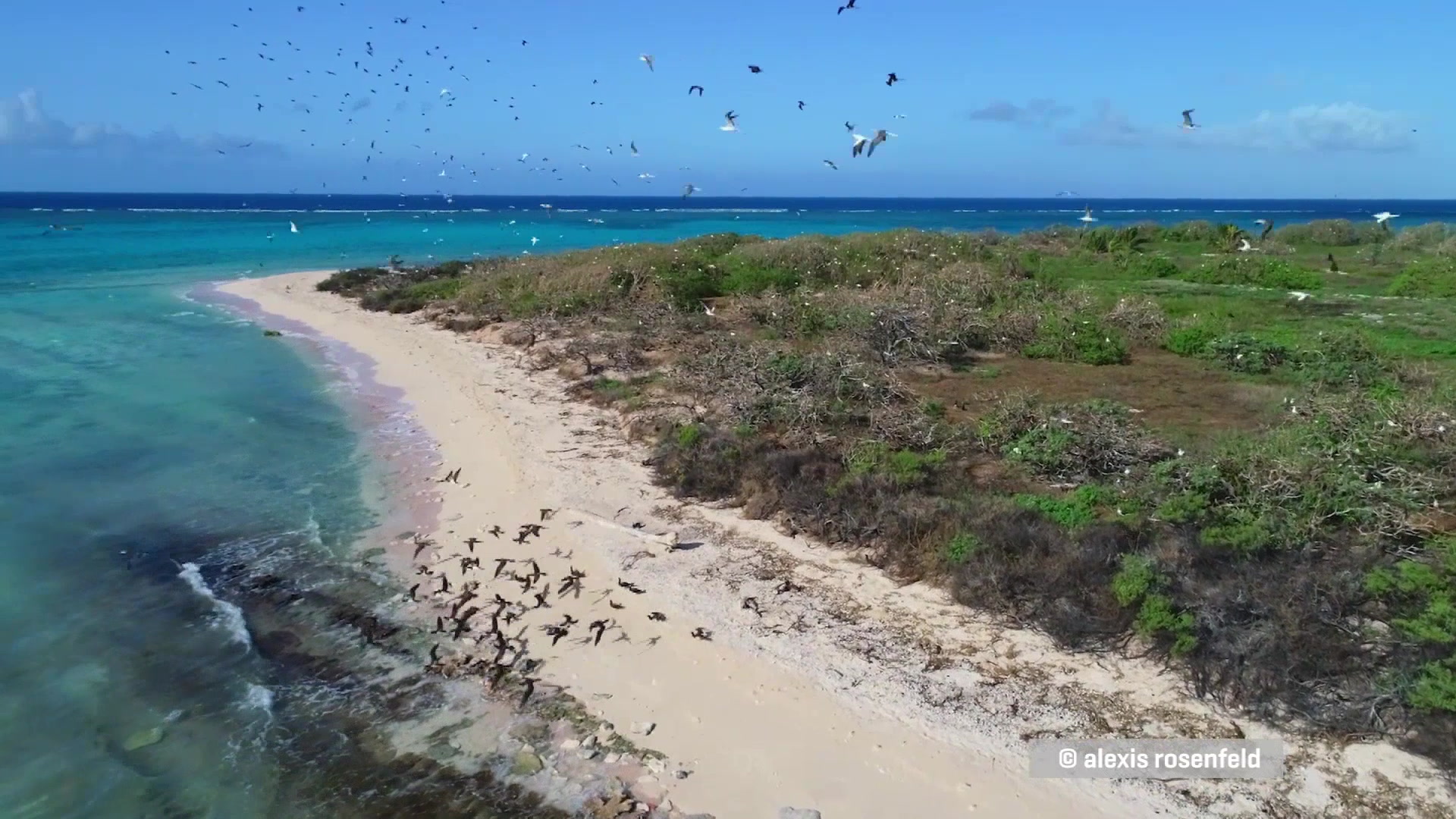 RTL Play - Fotograf Alexis Rosenfeld wëll d'Ënnerwaasserwelt schützen